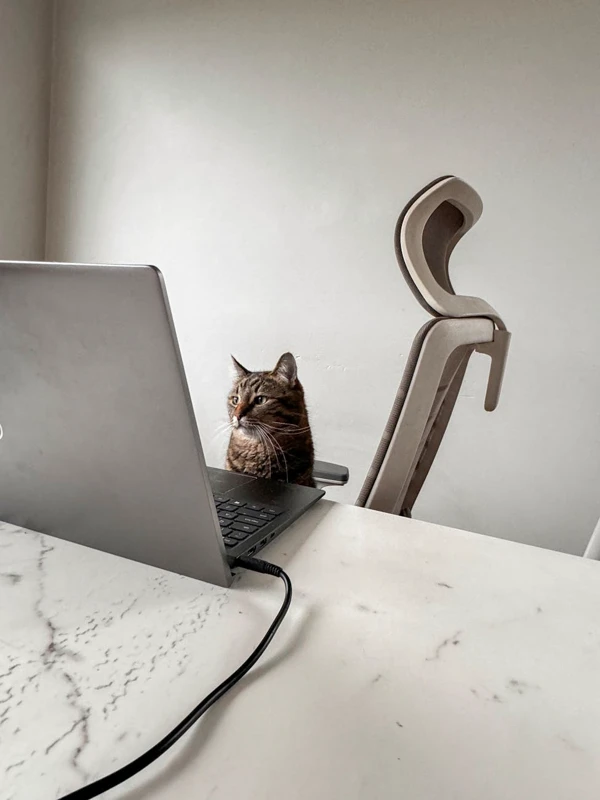 8 Meme Kucing Kocak Cari Kerja yang Mewakili Perasaan Jobseeker 2026
