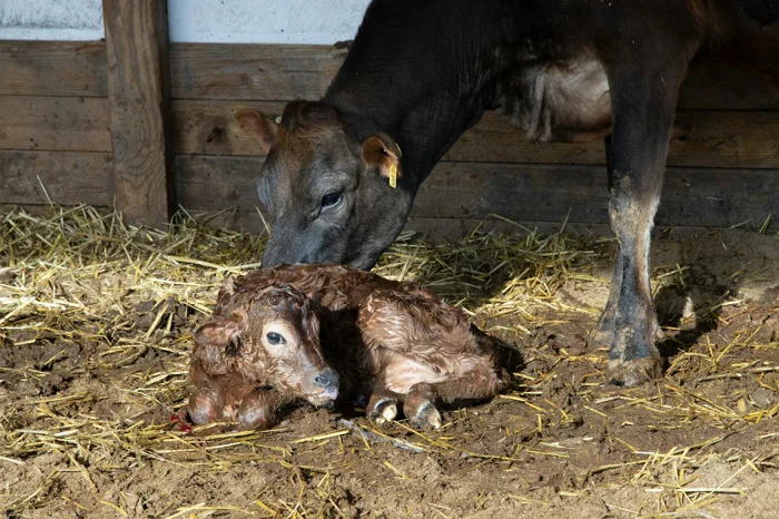 AS Konfirmasi Kasus Terbaru Parasit Pemakan Daging pada Anak Sapi 2026