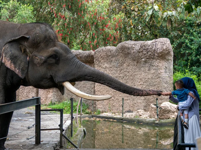 Detik-detik Menegangkan Anak Terjatuh ke Kandang Gajah, Viral Jadi ...