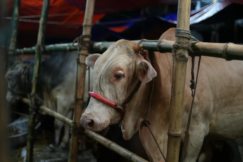 Prabowo Beli 1.098 Sapi Kurban Rp100 Miliar Pakai APBN 2026, Purbaya ...