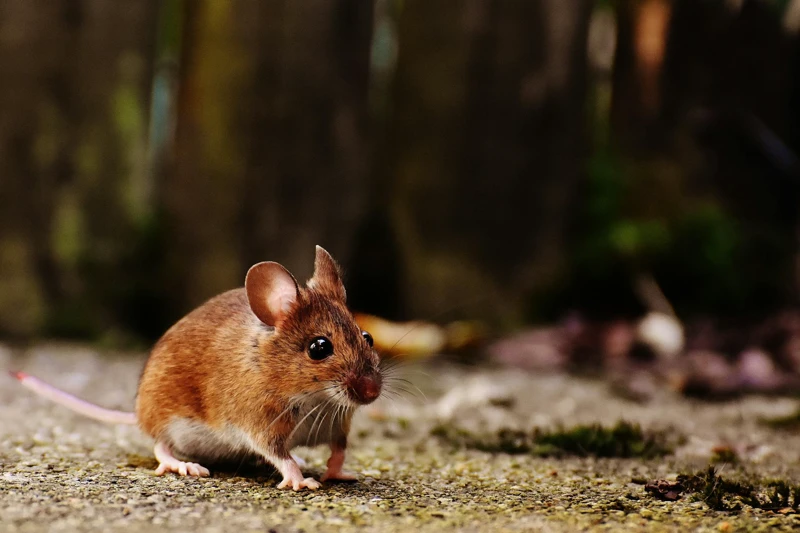 Waspada Hantavirus, Ini 7 Jenis Tikus di Rumah yang Paling Banyak ...